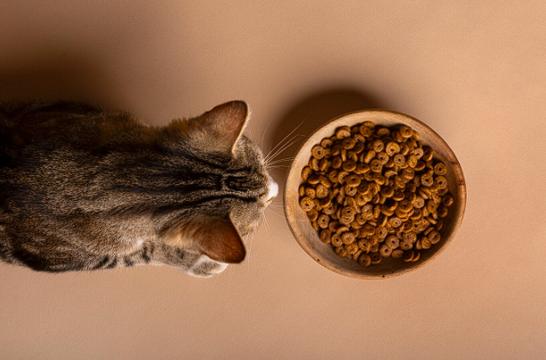 5+ Best Kangaroo Cat Food & Benefits for Your Cat [2024] – KOHA Pet