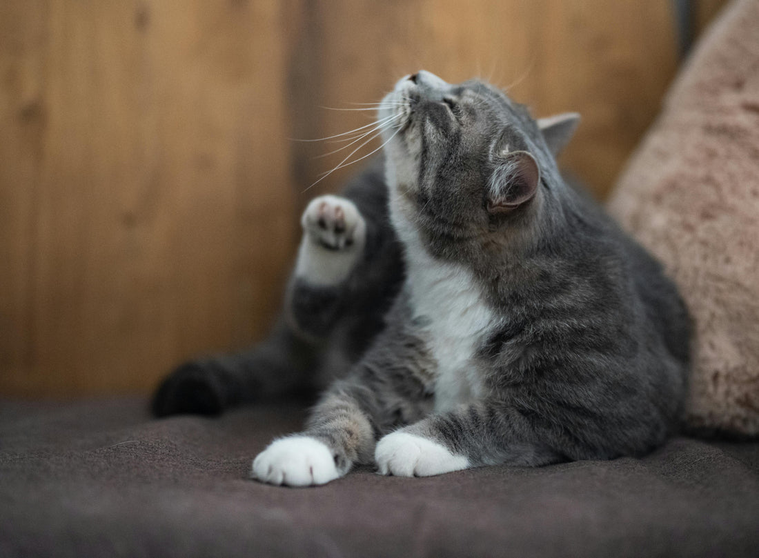 Cat Itchy Ears: What it Means & How to Treat It – KOHA Pet