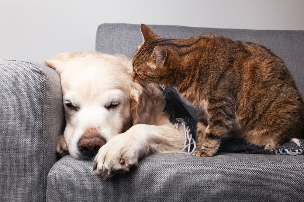 Help Your Cat or Dog with Anxiety – KOHA Pet