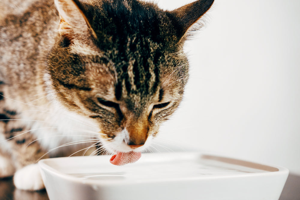 National Hydration Month: Tips to Keep Your Pet Healthy! – KOHA Pet