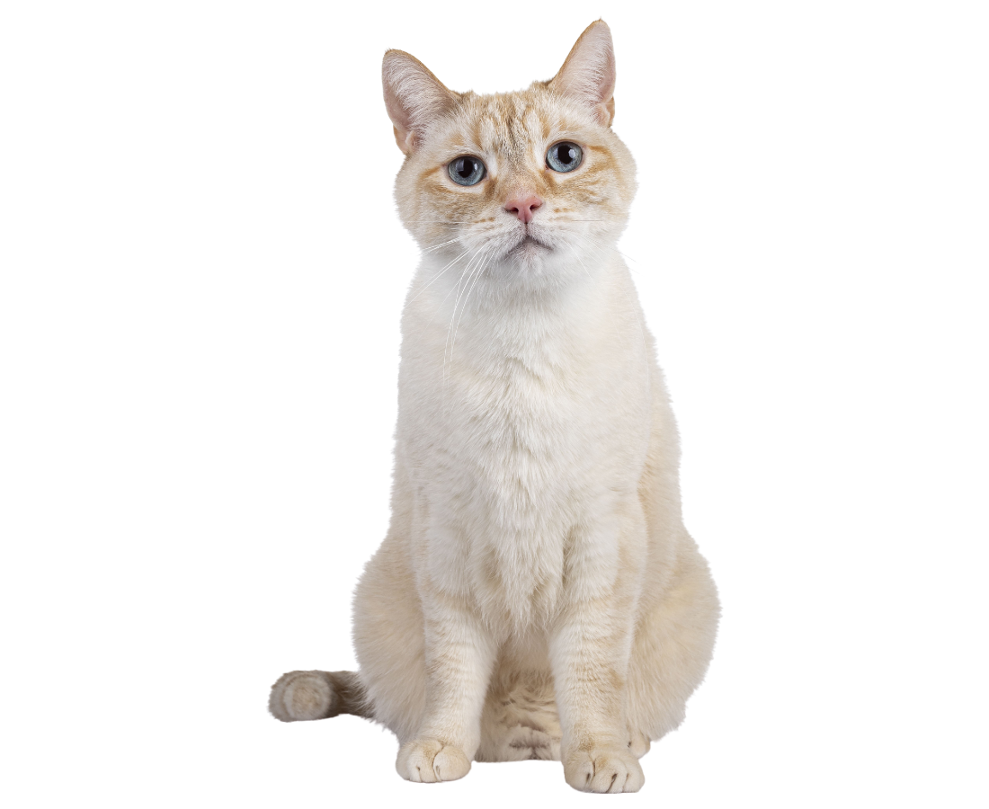 Novel Protein Cat Food – KOHA Pet