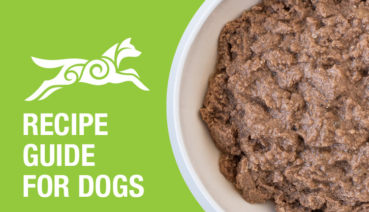 Dog Has Loose Stool? Everything You Need to Know [2025] – KOHA Pet