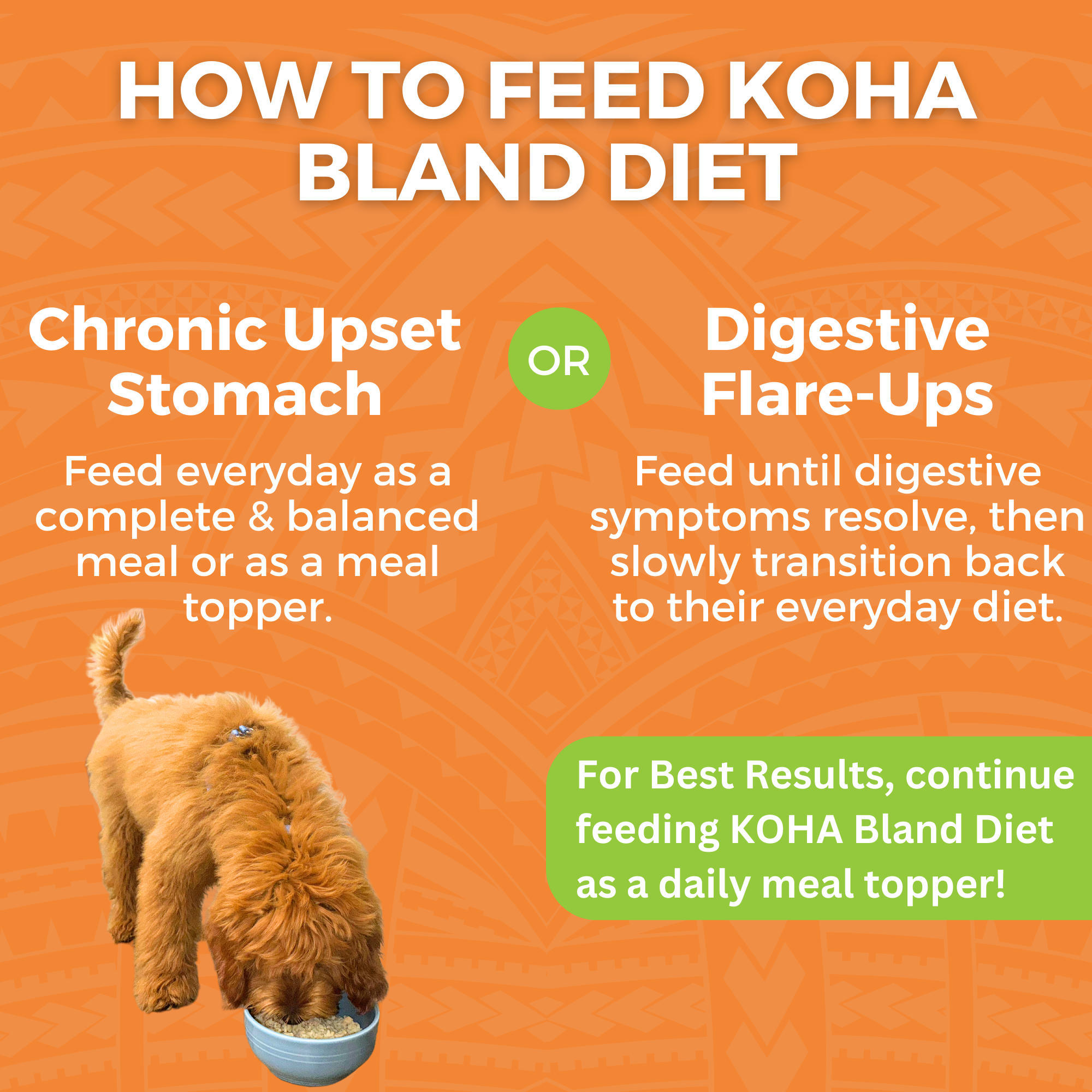 Limited Ingredient Bland Diet Chicken & White Rice Recipe for Dogs ...