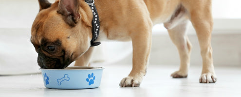 Recipe Guide for Dogs – KOHA Pet